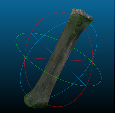 Metapodial de Equus | Museo Virtual Nacional