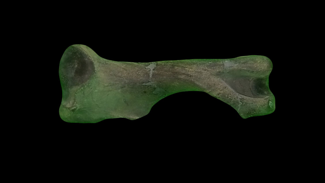 Húmero Equus | Museo Virtual Nacional